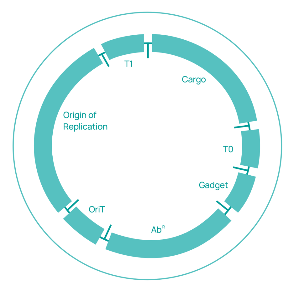 Plasmid Nomenclature in Officinae Bio Plasmid Nomenclature in Officinae Bio